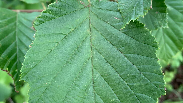 Hasel, Gemeine - Naturpark Hirschwald